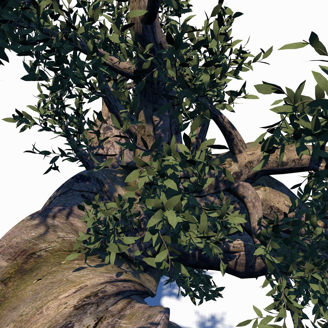 Pinus Longaeva 3D - TurboSquid 1288489