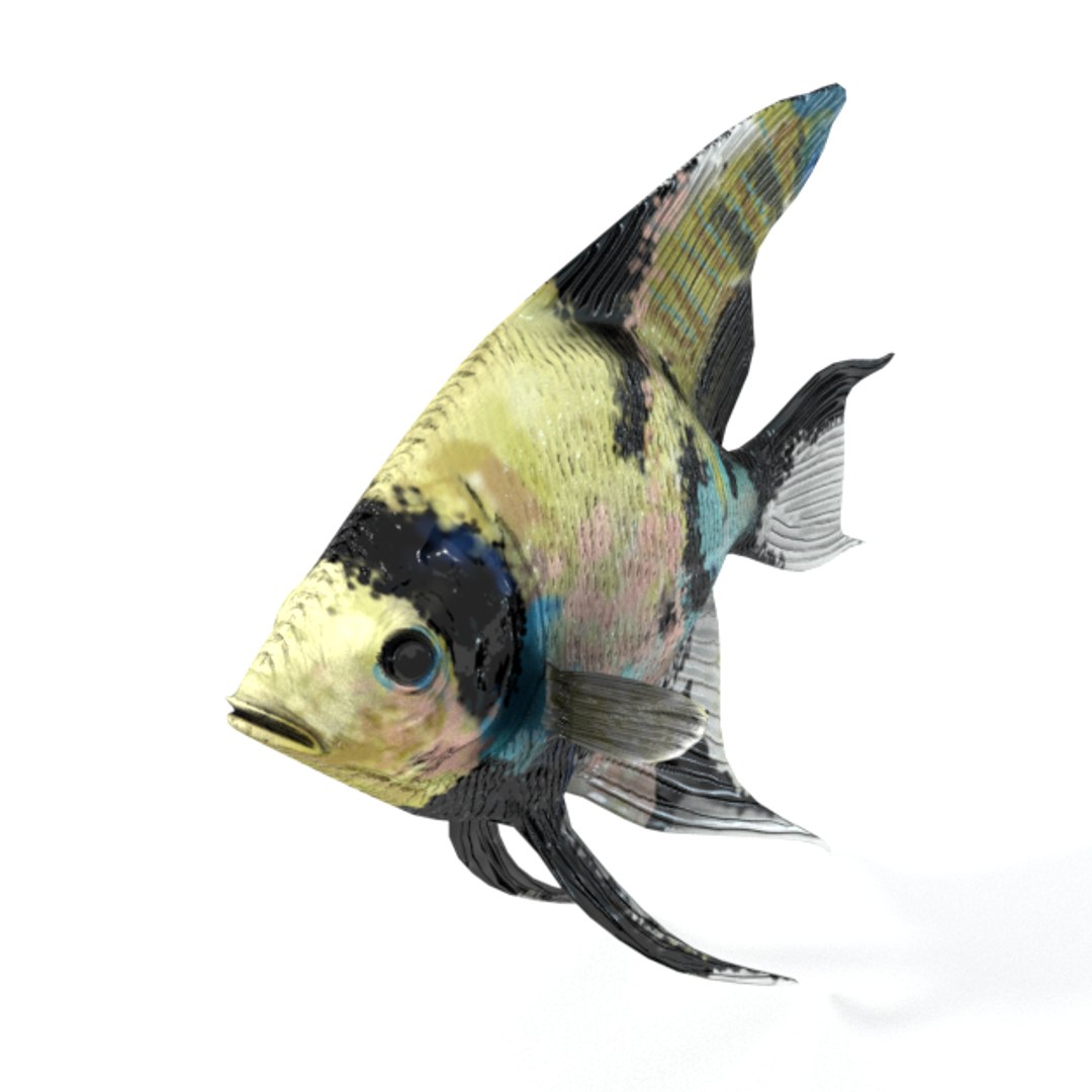 Scalar Fish 3D Model - TurboSquid 1316808