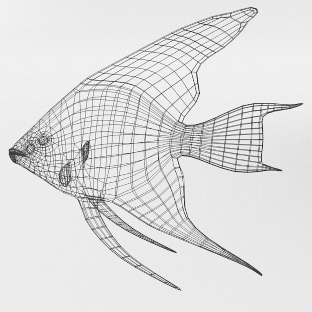 Scalar Fish 3D Model - TurboSquid 1316808
