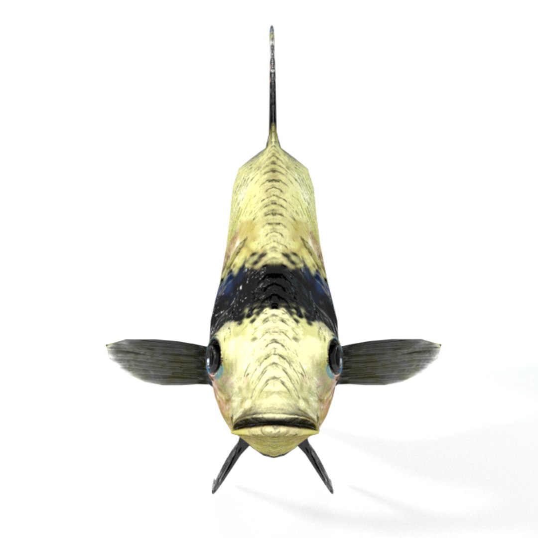 Scalar Fish 3D Model - TurboSquid 1316808