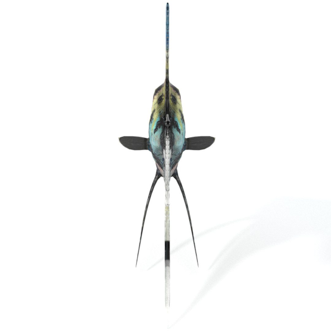 Scalar Fish 3D Model - TurboSquid 1316808