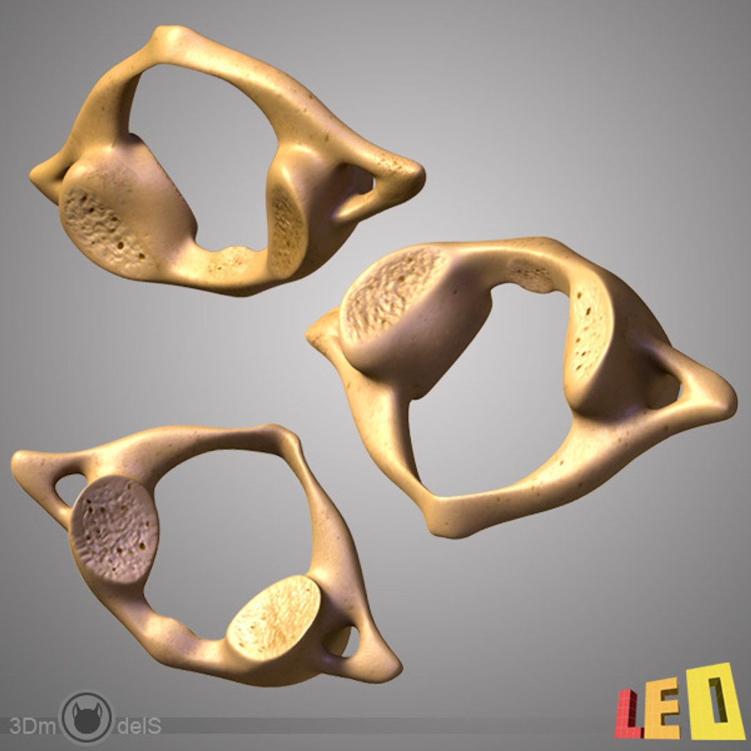 3d model vertebra atlas