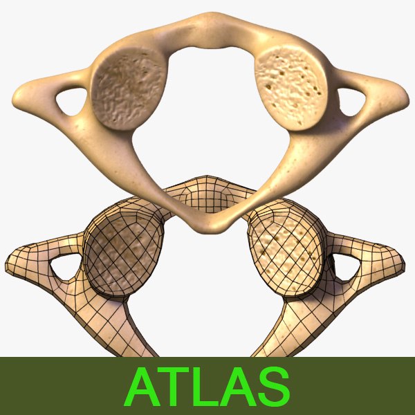 modelo 3d Atlas (vértebra) - TurboSquid 592062