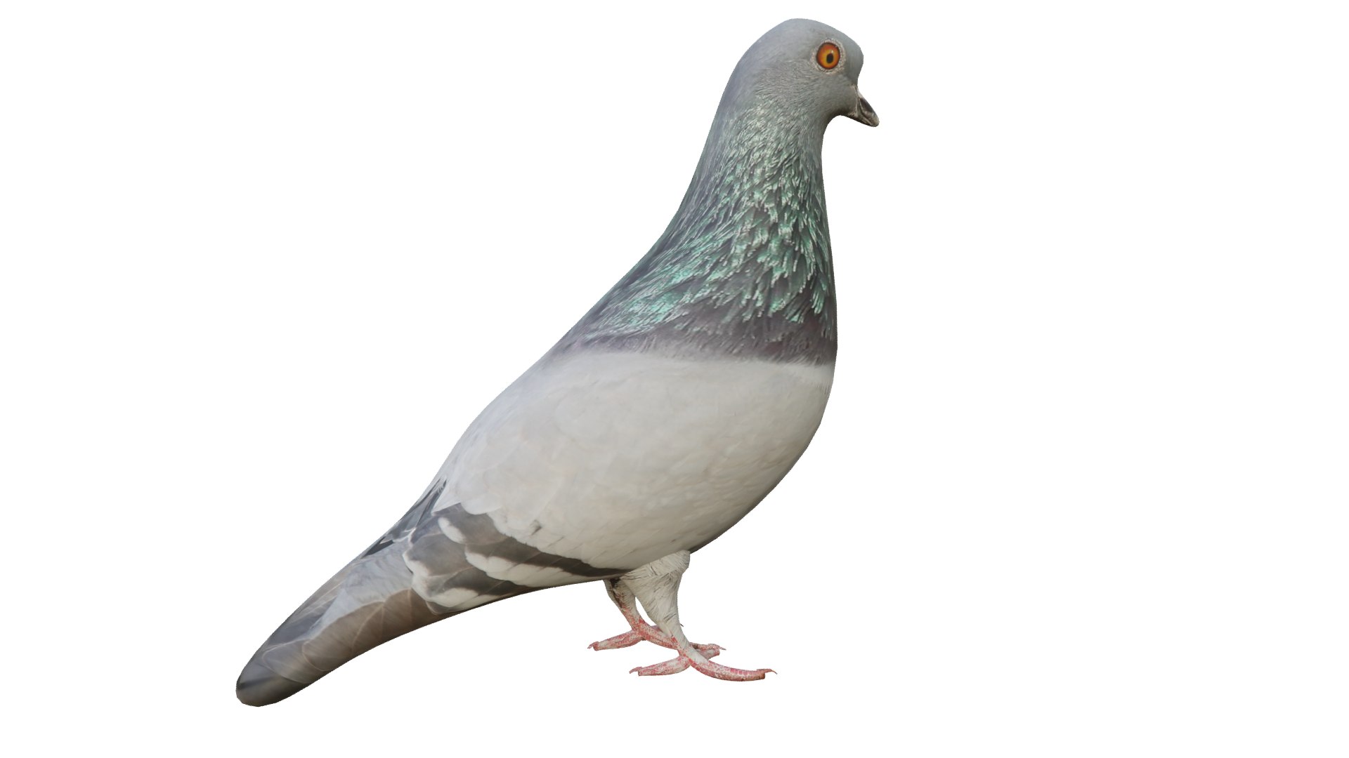 Pigeon Low-poly 3D model model - TurboSquid 2148982