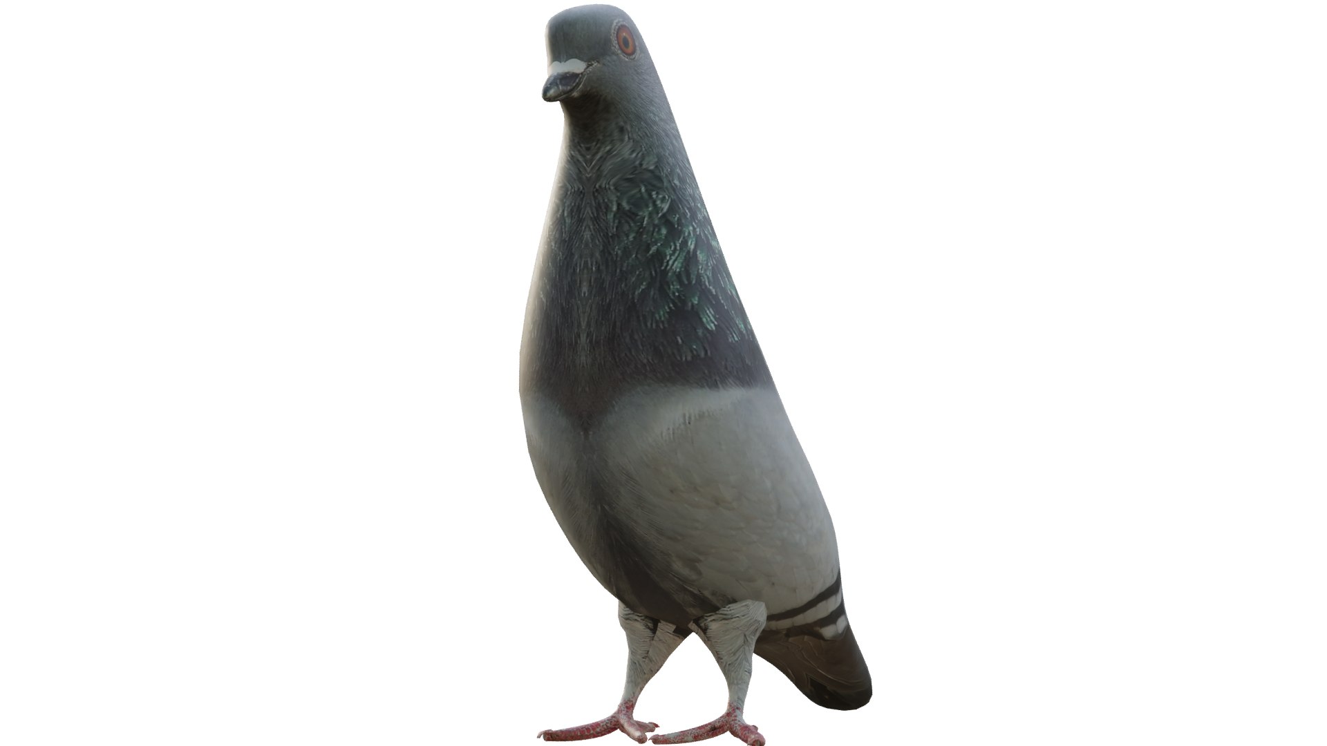 Pigeon Low-poly 3D model model - TurboSquid 2148982