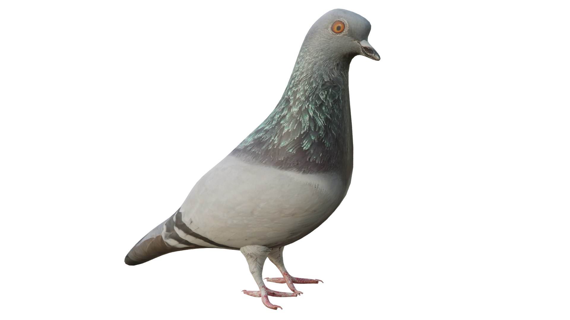 Pigeon Low-poly 3D model model - TurboSquid 2148982