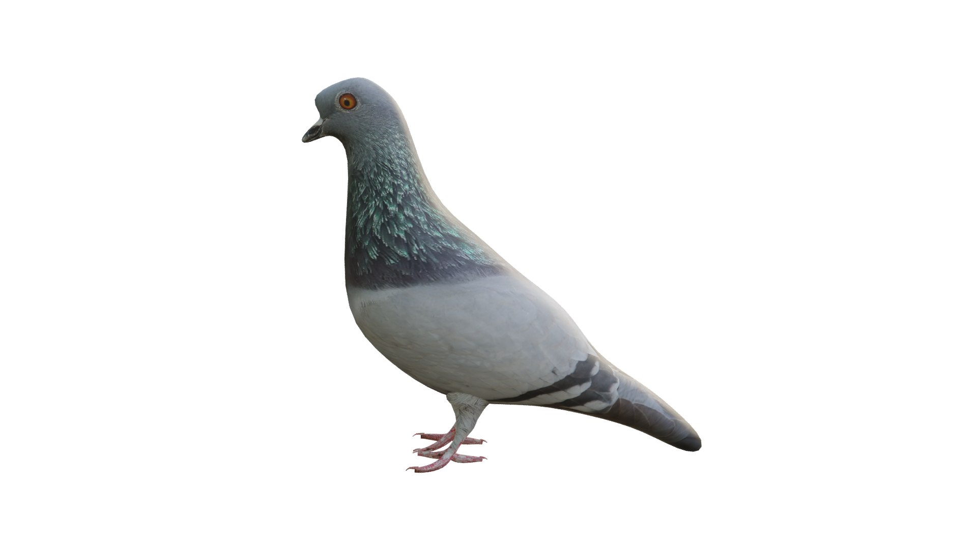 Pigeon Low-poly 3D model model - TurboSquid 2148982