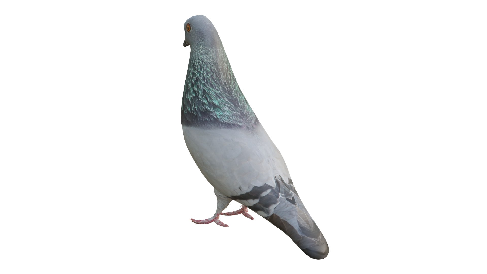 Pigeon Low-poly 3D model model - TurboSquid 2148982