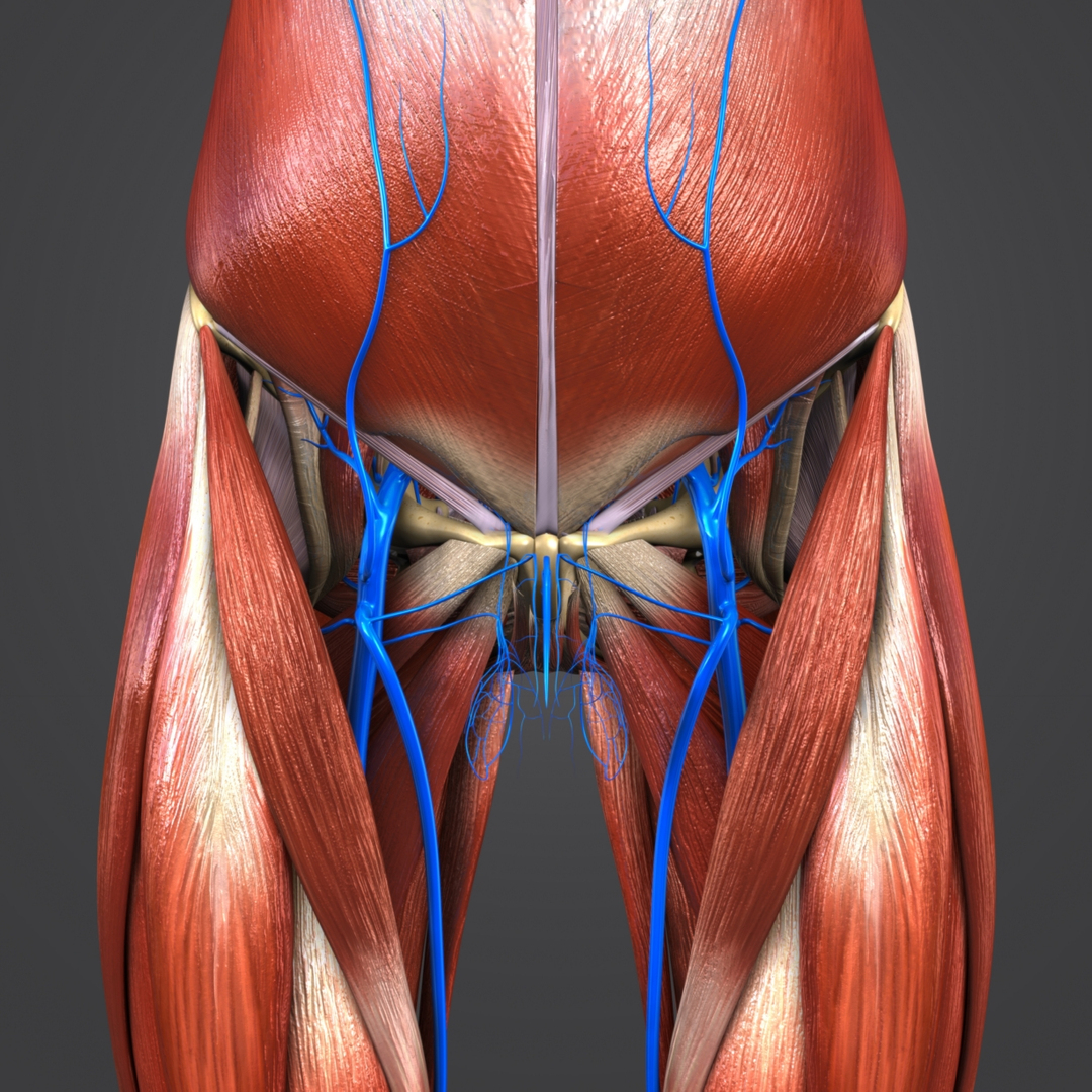 Muscles veins skeleton 3D - TurboSquid 1273621