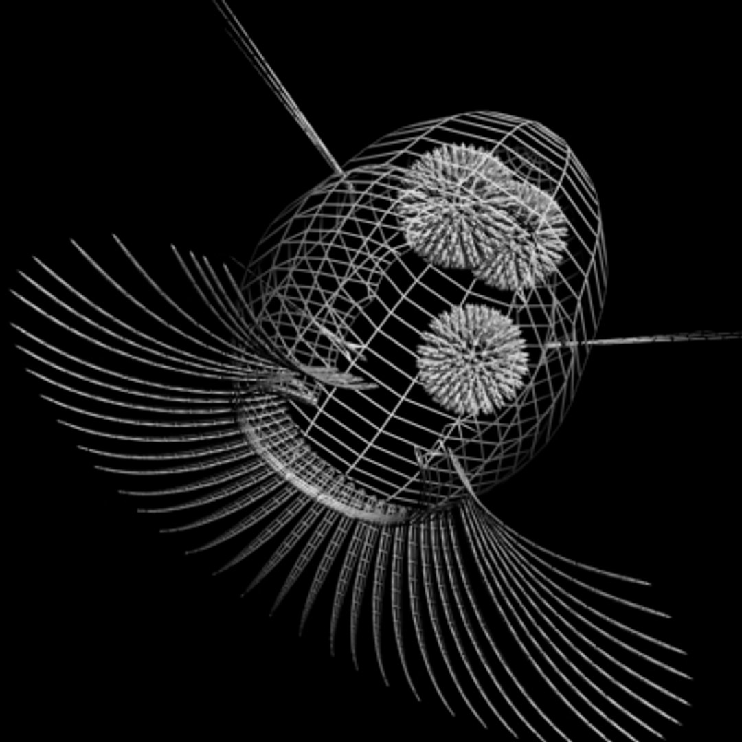 protist protista halteria 3d model