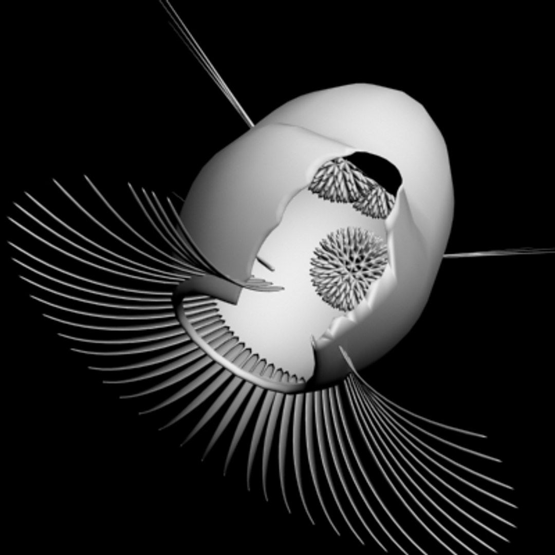 protist protista halteria 3d model