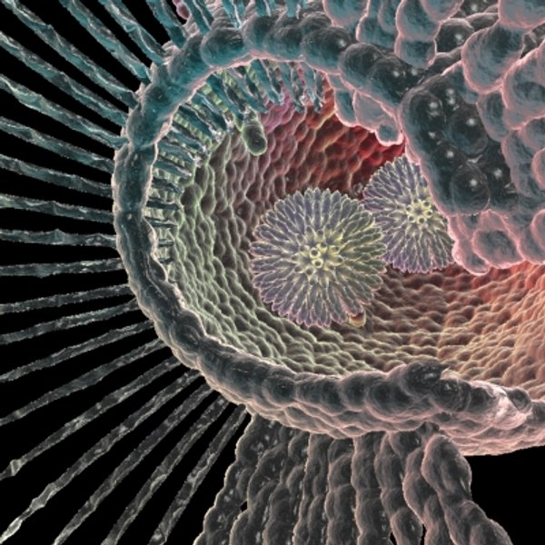 protist protista halteria 3d model