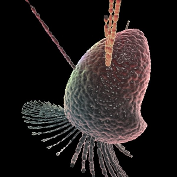 protist protista halteria 3d model
