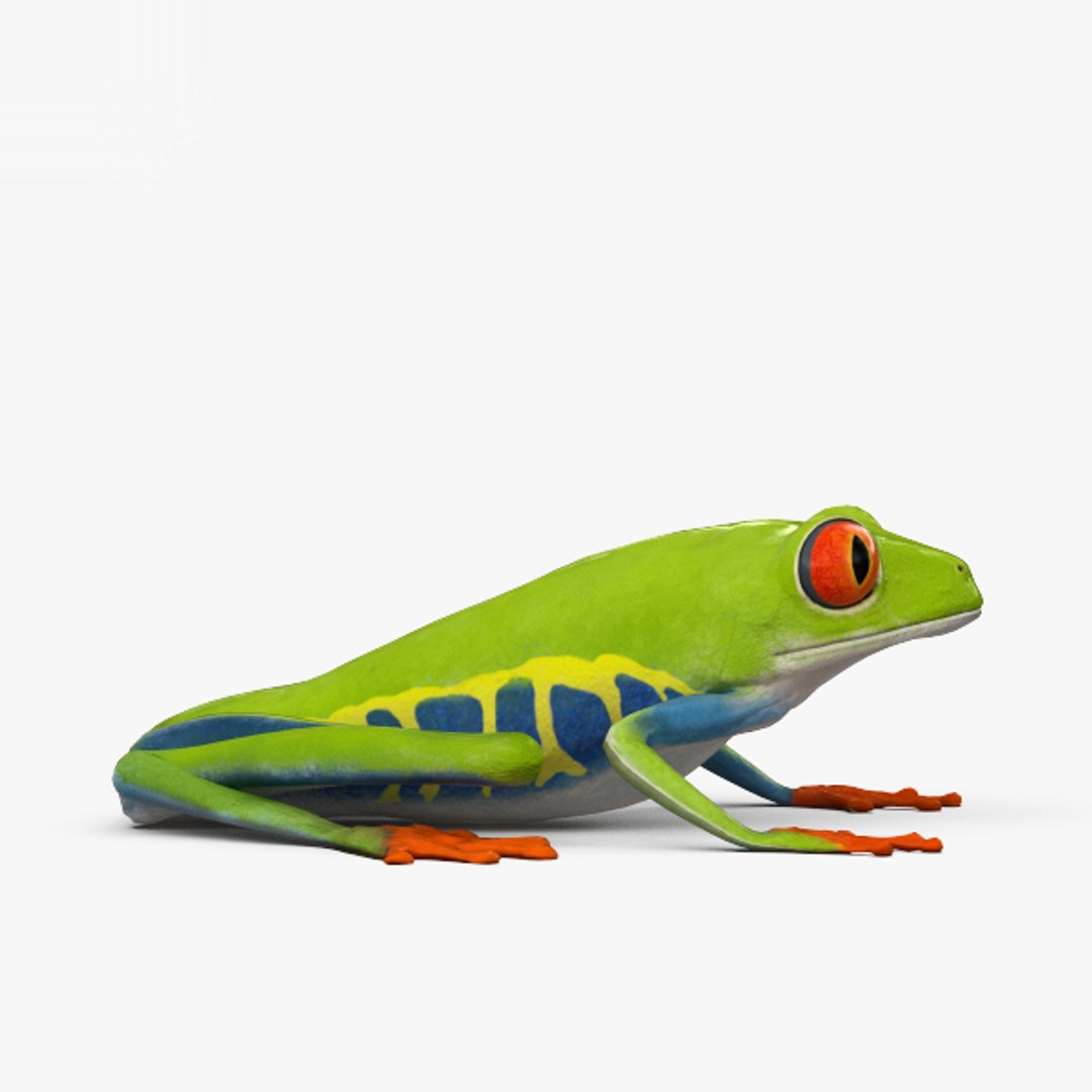Tree Frog Model - TurboSquid 1438367