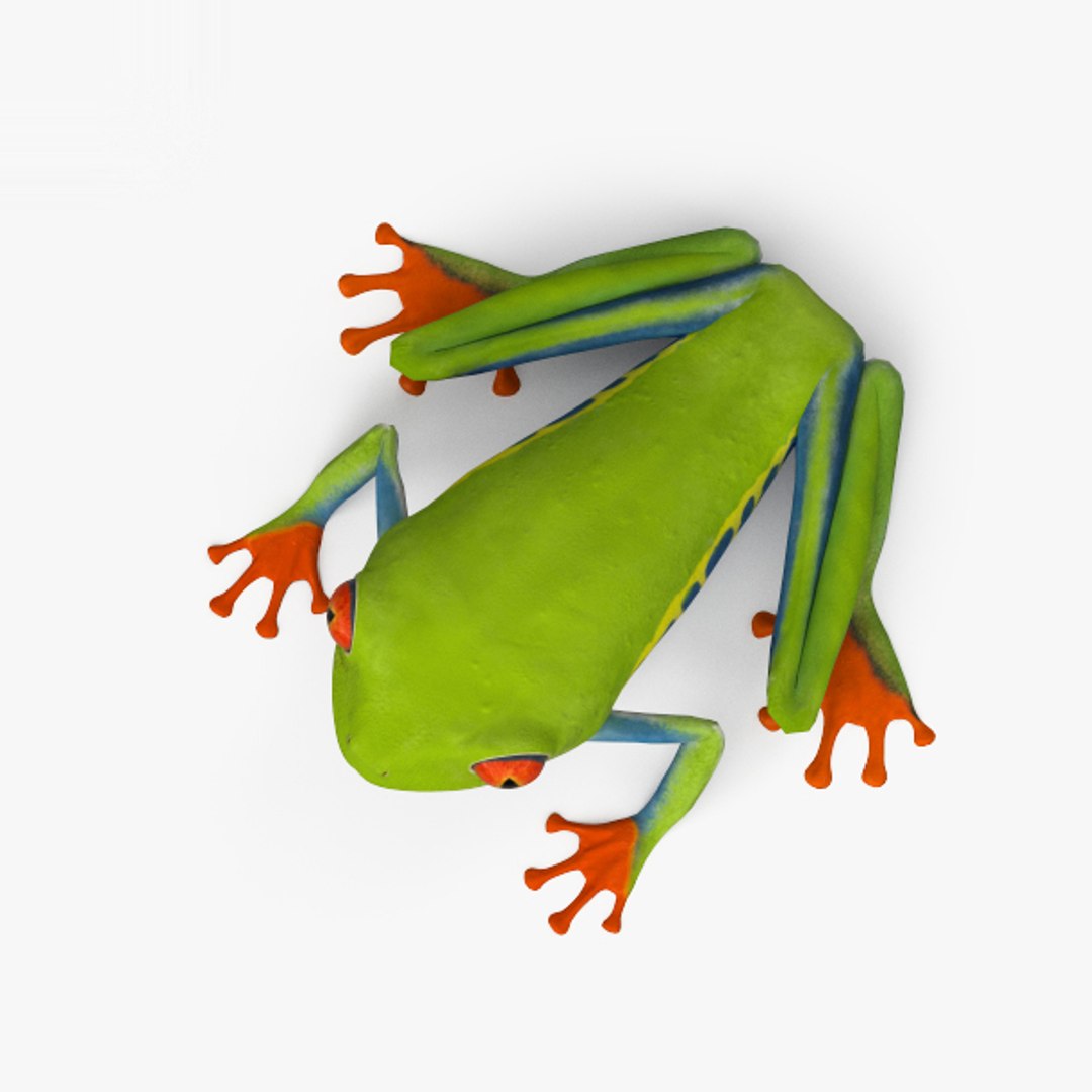 Tree Frog Model - TurboSquid 1438367