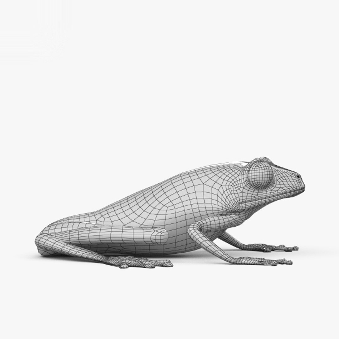 Tree Frog Model - TurboSquid 1438367