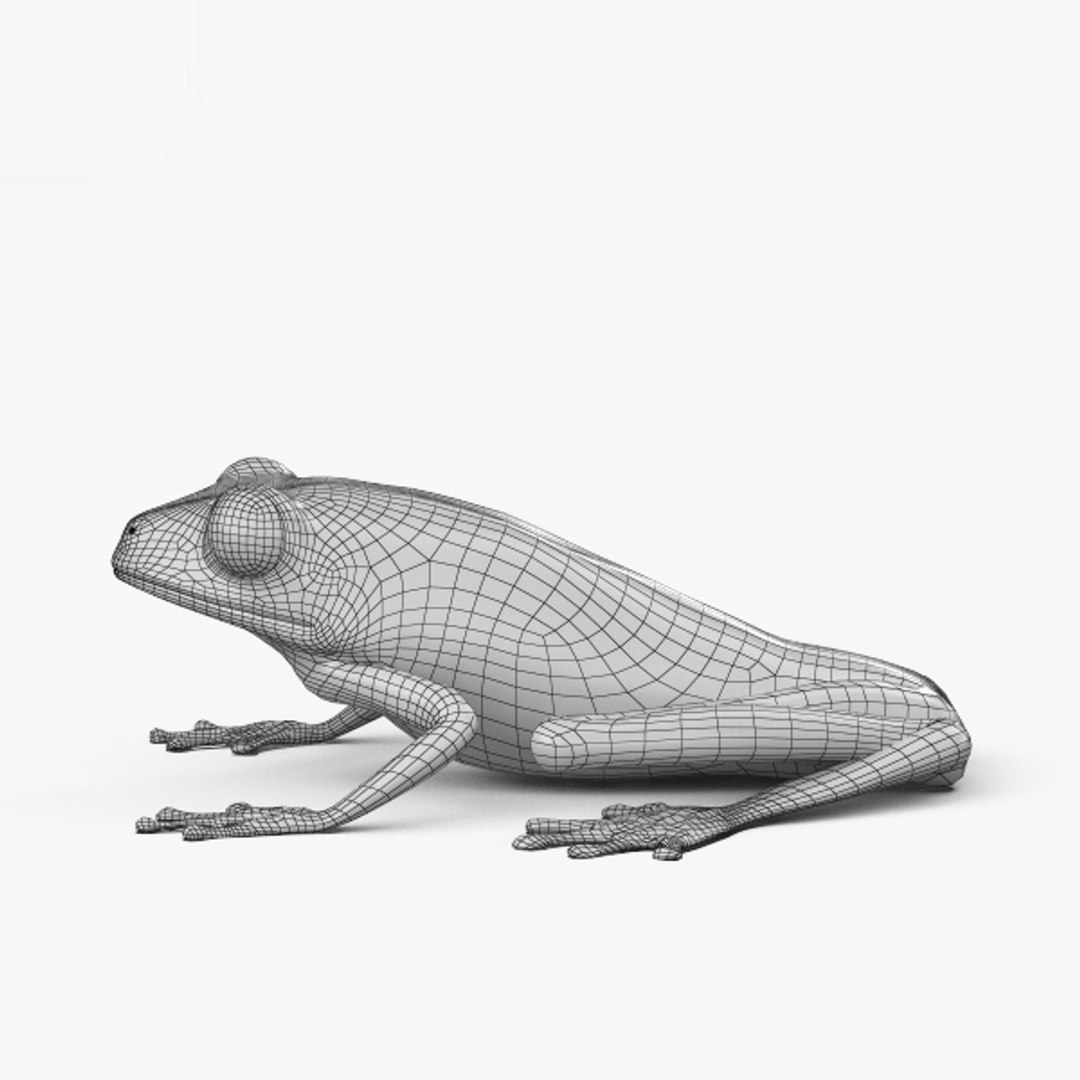 Tree Frog Model - TurboSquid 1438367