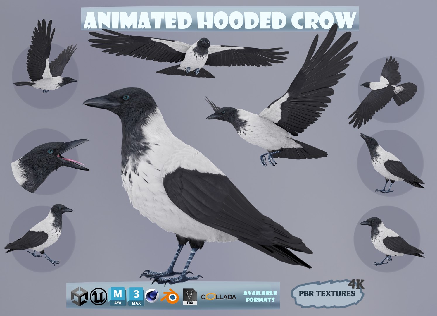 3D Animated Realistic Hooded Crow - TurboSquid 2170028