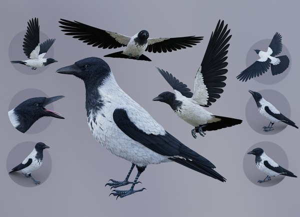 Crow Blender Models for Download | TurboSquid