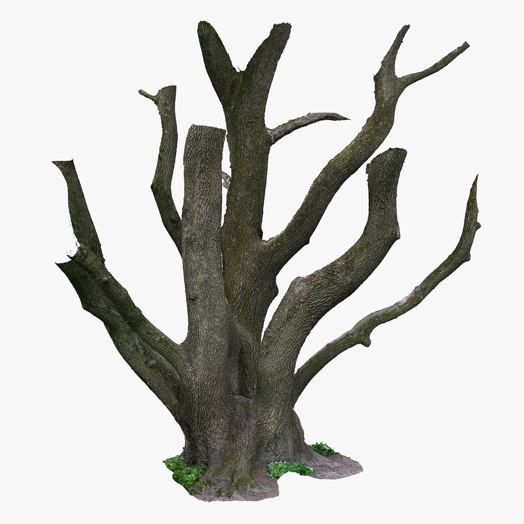 Massive Multi-stem Oak Tree 3D Model 8x4k 4x16k Textures RAW 3D Scan 3D ...