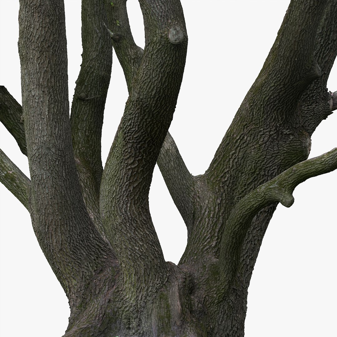 Massive Multi-stem Oak Tree 3D Model 8x4k 4x16k Textures RAW 3D Scan 3D ...