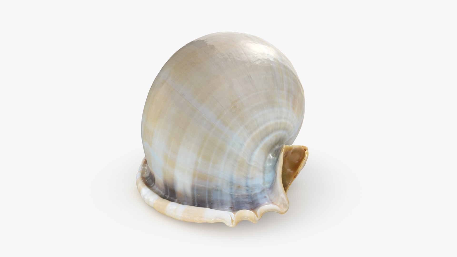 Phalium Glaucum 3D - TurboSquid 2297782