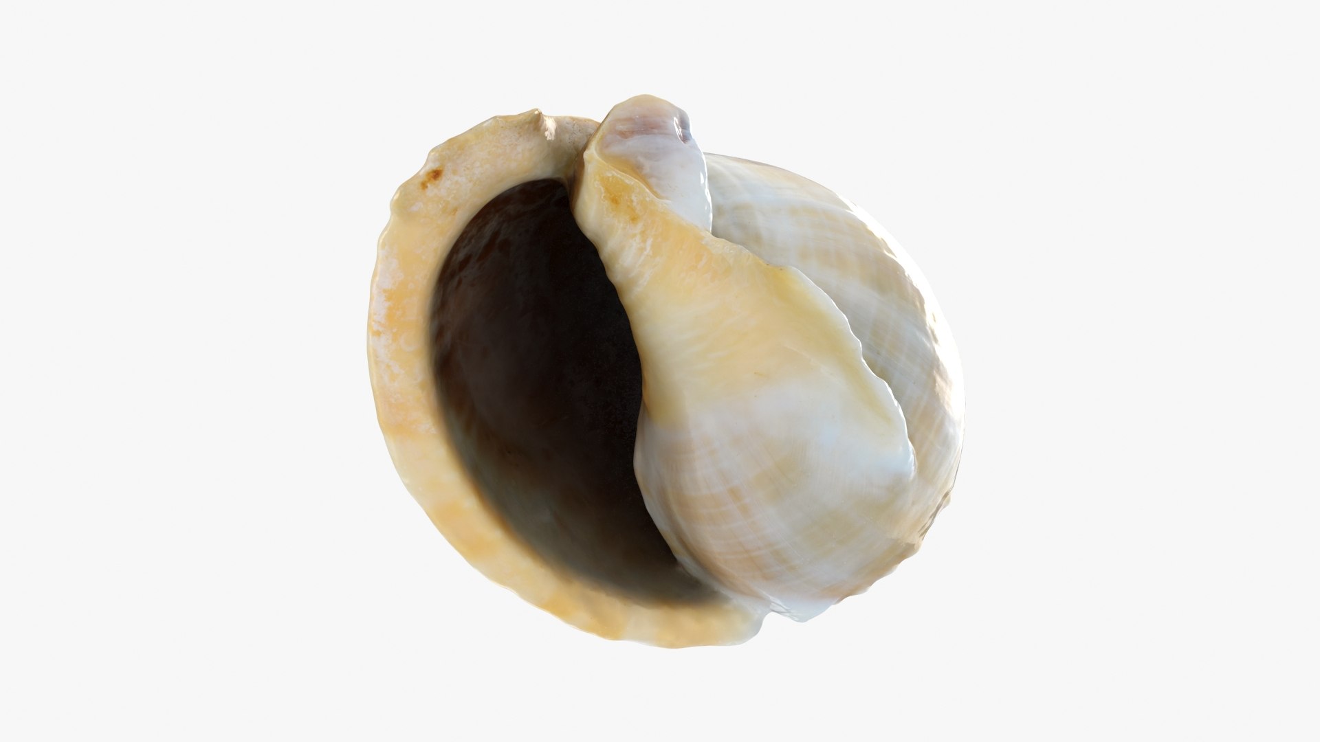 Phalium Glaucum 3D - TurboSquid 2297782