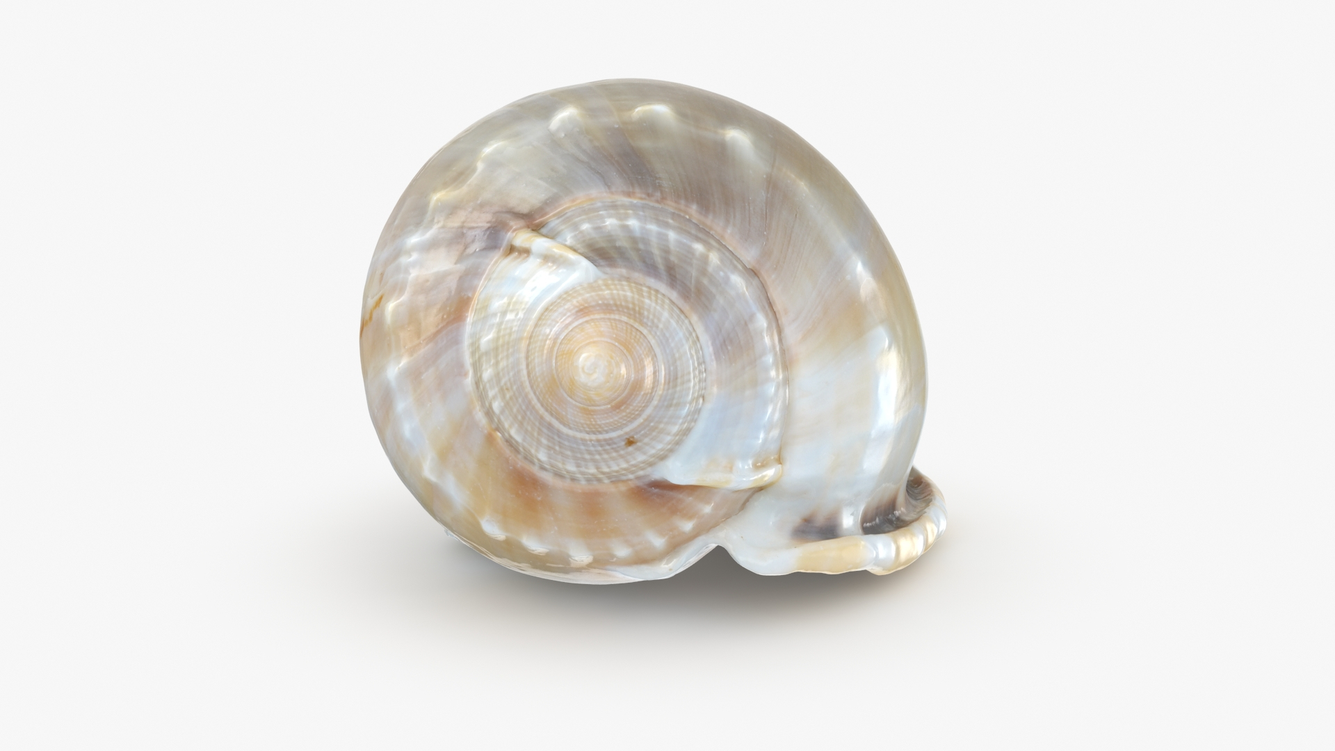 Phalium Glaucum 3D - TurboSquid 2297782