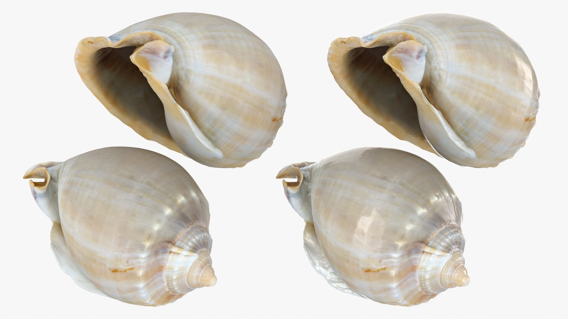 Phalium Glaucum 3D - TurboSquid 2297782