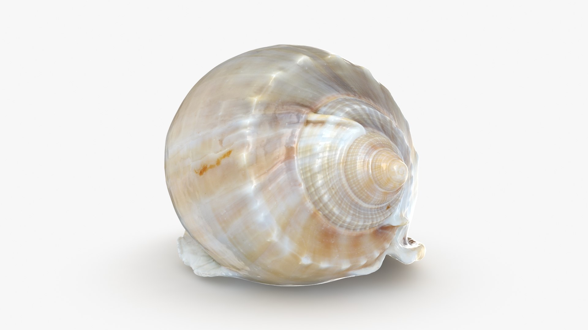 Phalium Glaucum 3D - TurboSquid 2297782