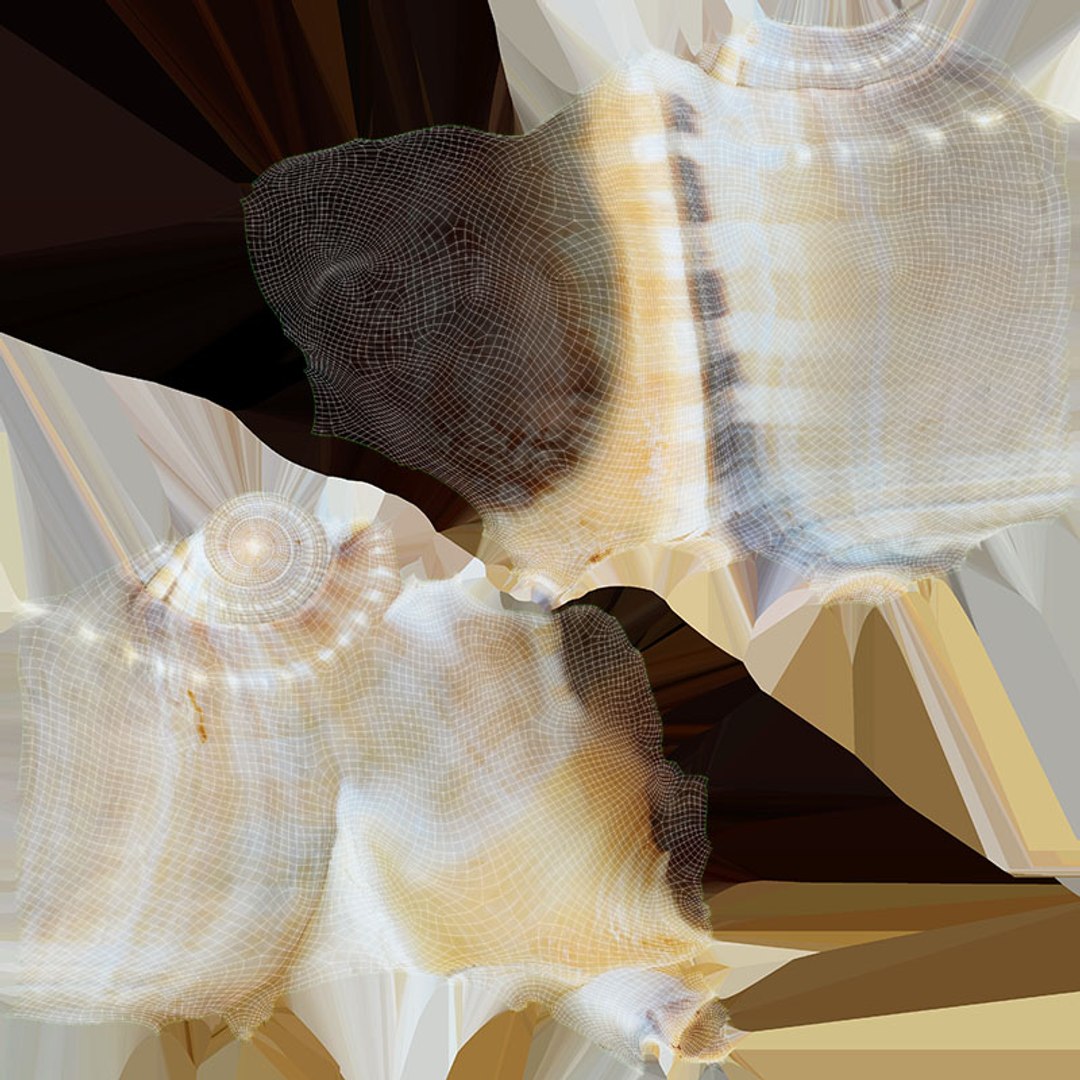 Phalium Glaucum 3D - TurboSquid 2297782