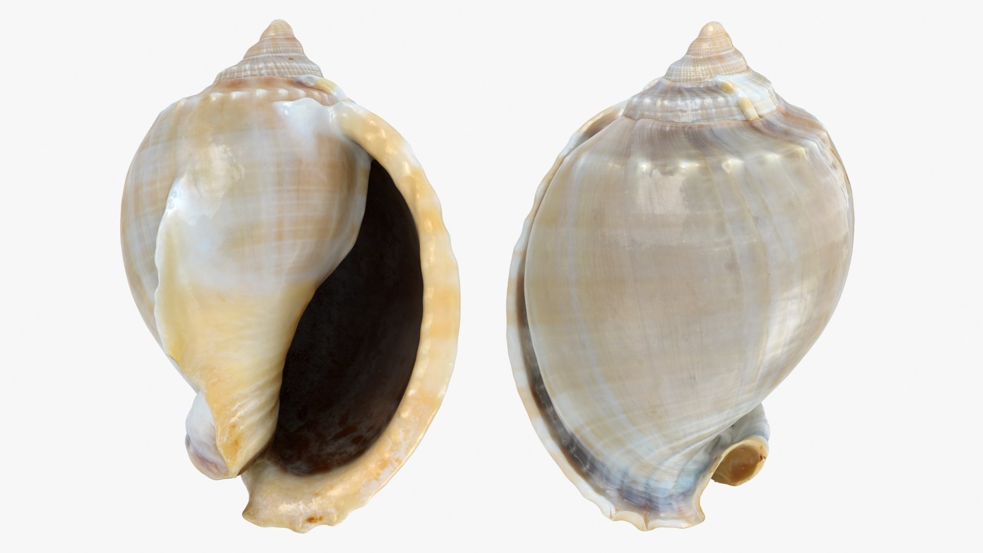 Phalium Glaucum 3D - TurboSquid 2297782