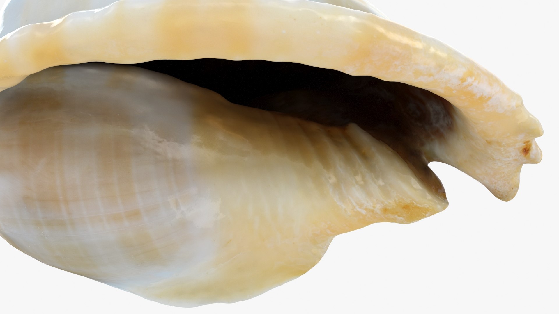 Phalium Glaucum 3D - TurboSquid 2297782