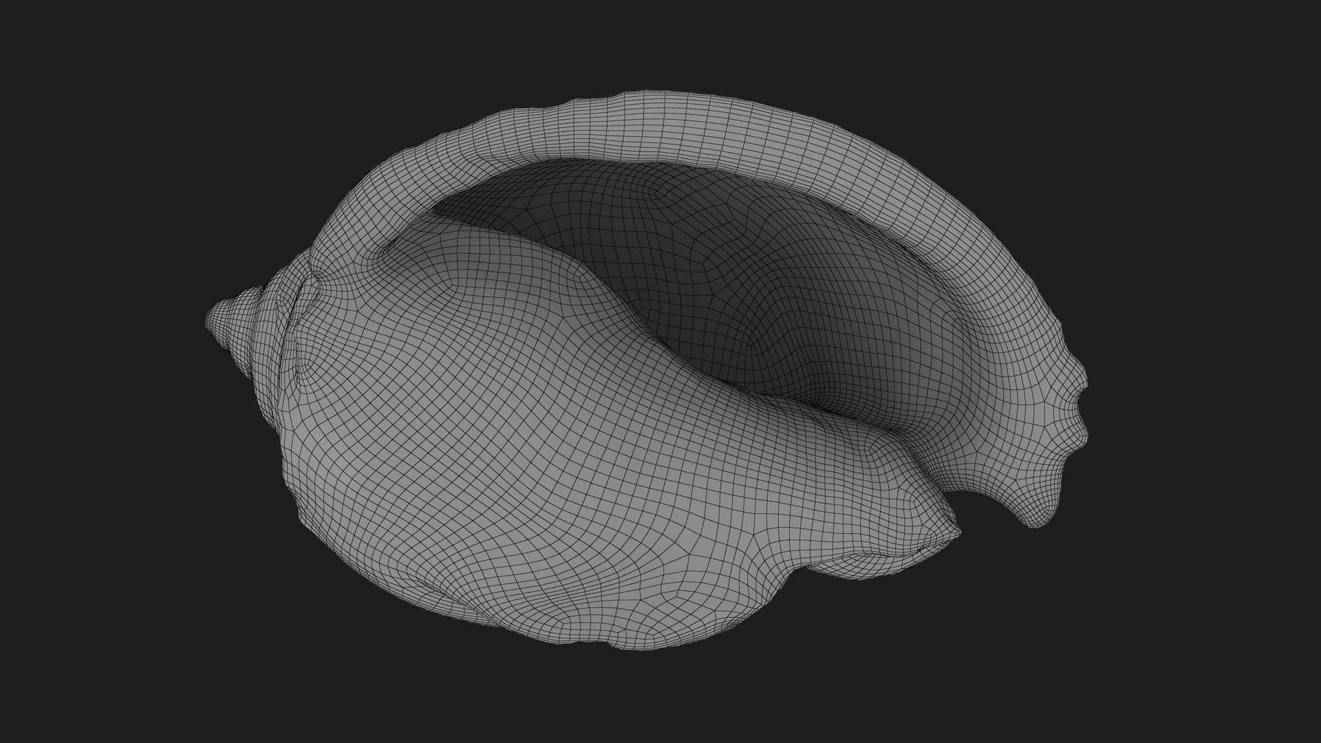 Phalium Glaucum 3D - TurboSquid 2297782