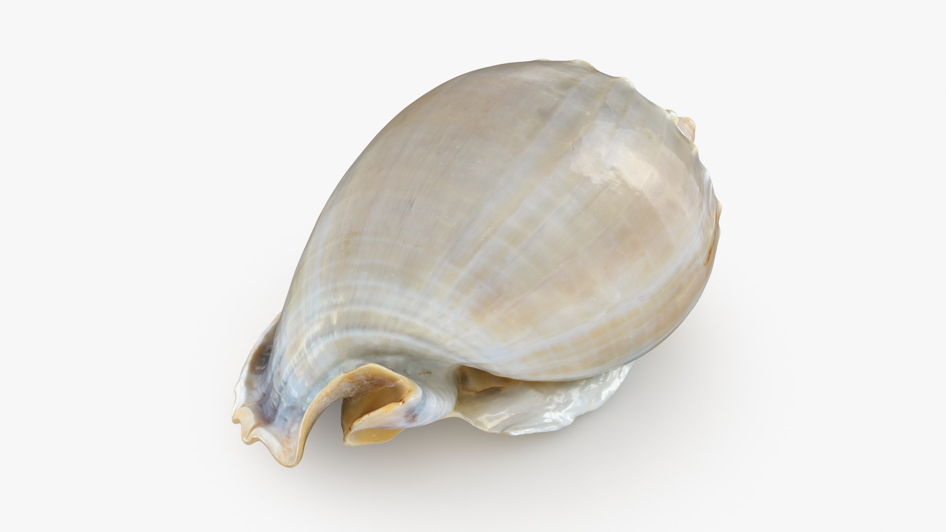 Phalium Glaucum 3D - TurboSquid 2297782