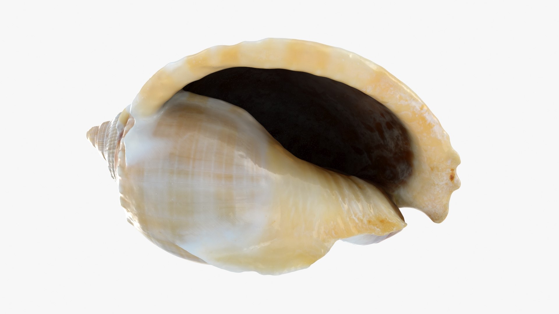 Phalium Glaucum 3D - TurboSquid 2297782