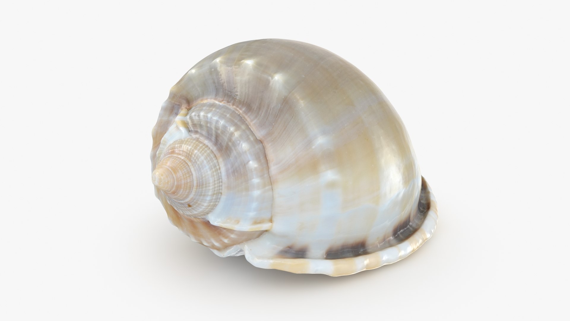 Phalium Glaucum 3D - TurboSquid 2297782