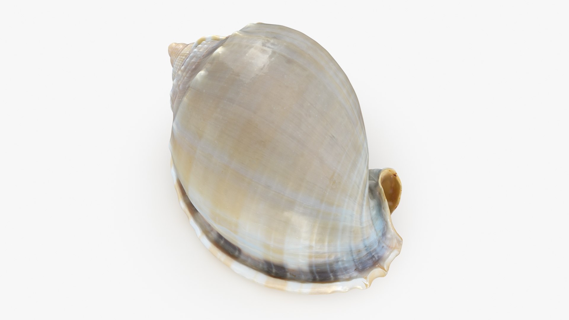 Phalium Glaucum 3D - TurboSquid 2297782