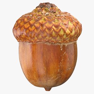 Low Poly Acorn 3D Models For Download | TurboSquid