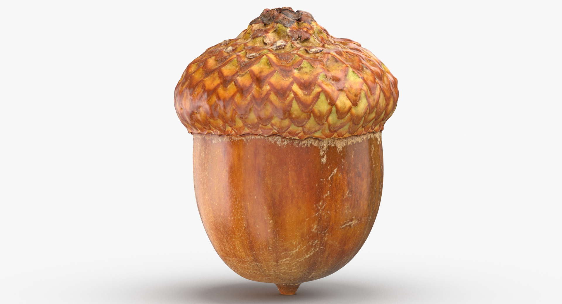 3D acorn 02 standing - TurboSquid 1521312