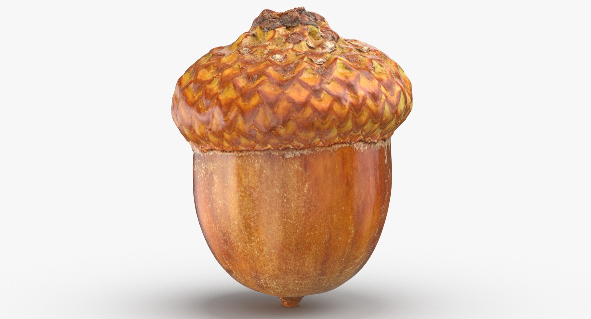 3D acorn 02 standing - TurboSquid 1521312