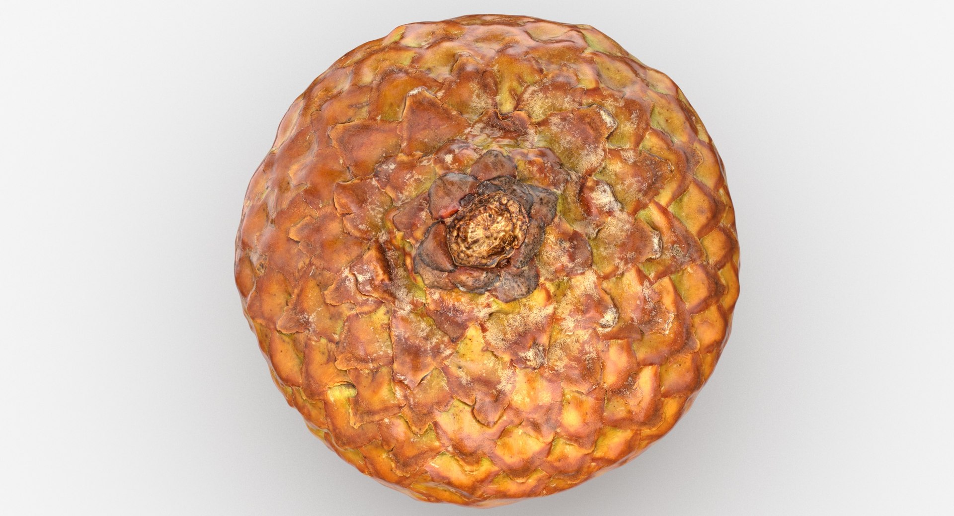 3D acorn 02 standing - TurboSquid 1521312