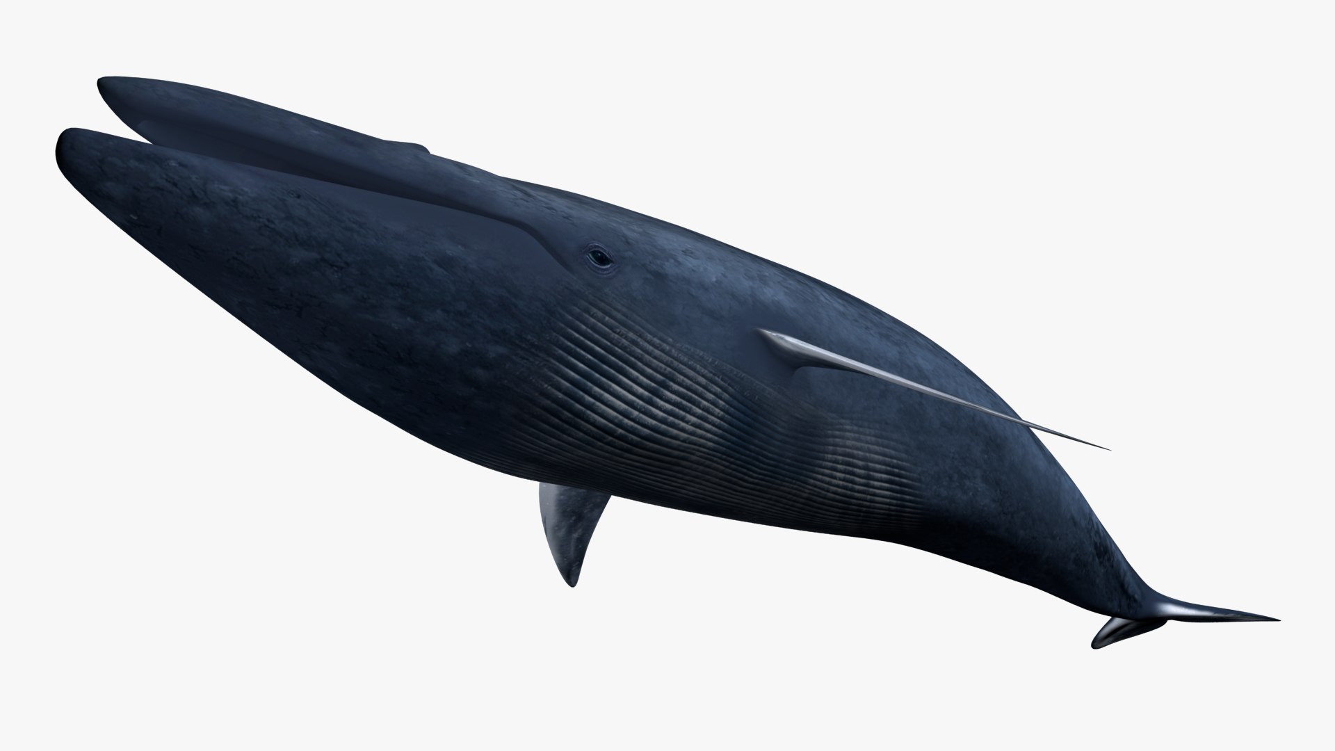 3D Blue Whale Model - TurboSquid 1810347