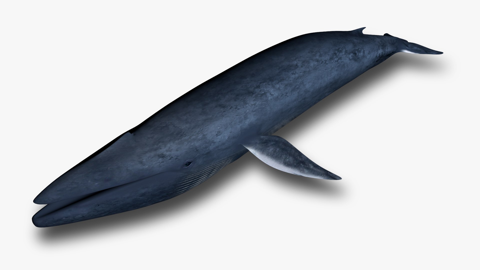 3D Blue Whale Model - TurboSquid 1810347