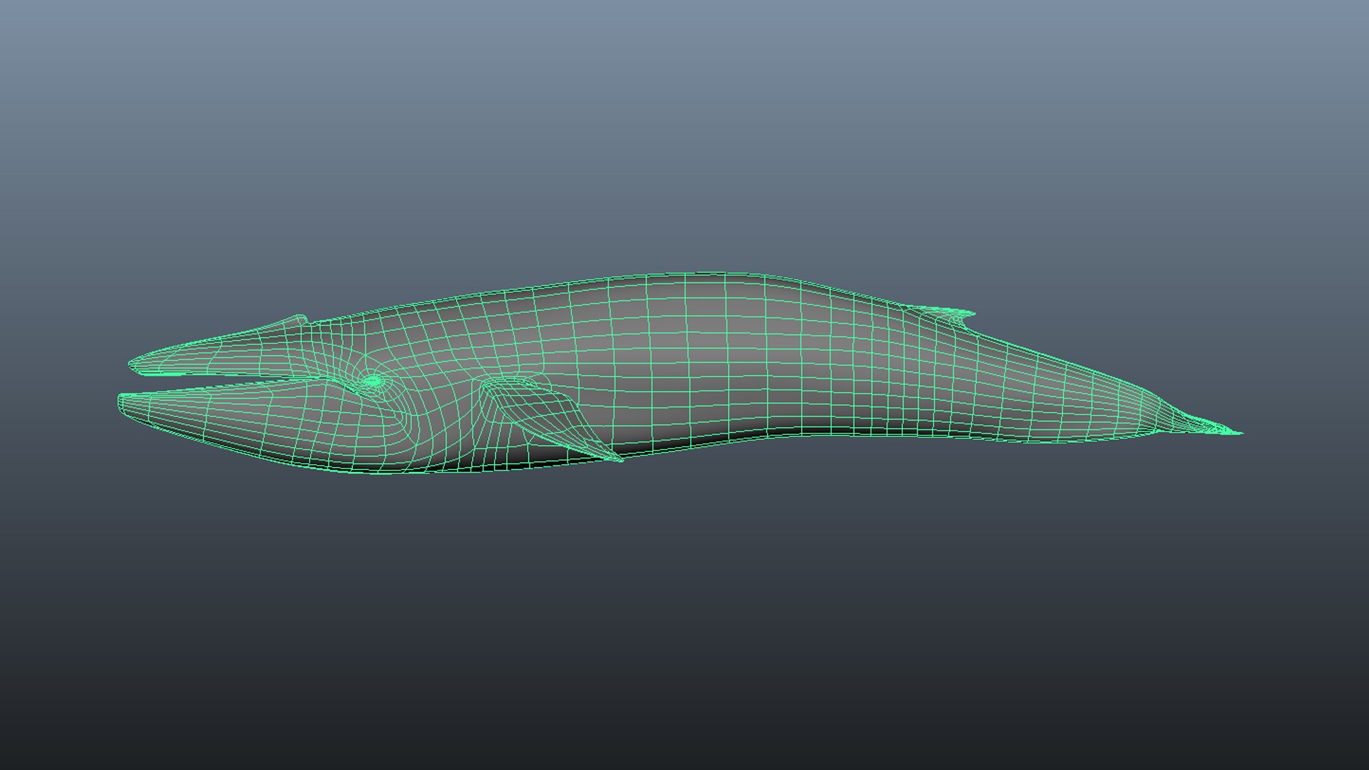 3D Blue Whale Model - TurboSquid 1810347
