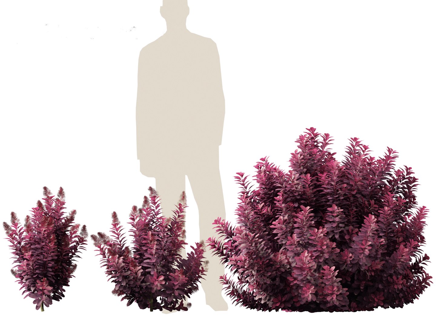 3D Cotinus Coggygria Royal Purple - Common Smoketree Smokebush Model ...
