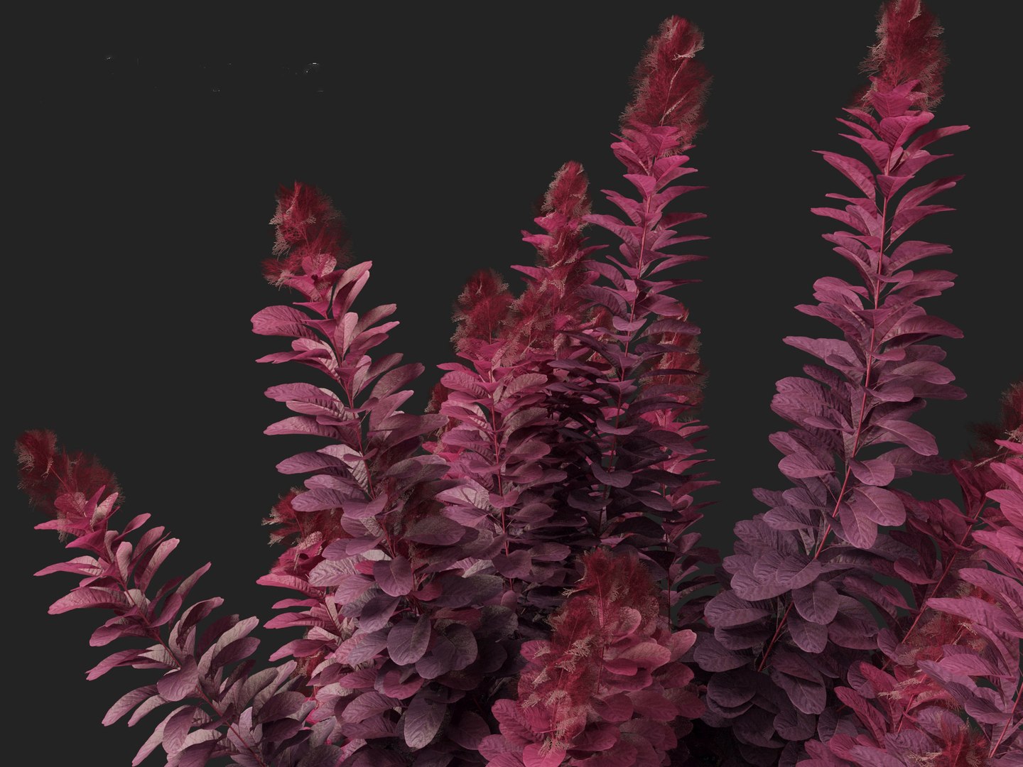 3D Cotinus Coggygria Royal Purple - Common Smoketree Smokebush Model ...