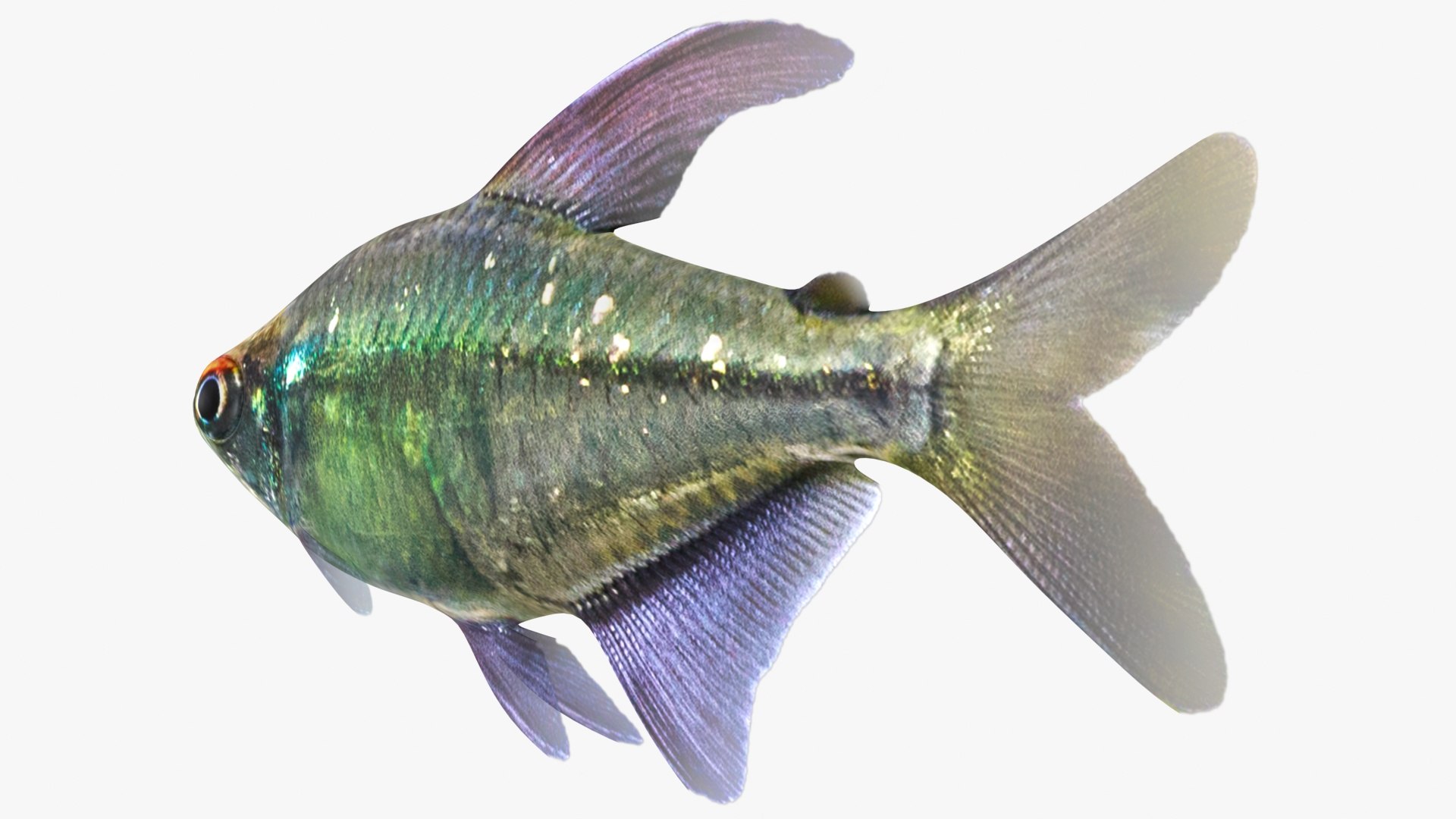 Diamond Tetra 3D Model - TurboSquid 1658733