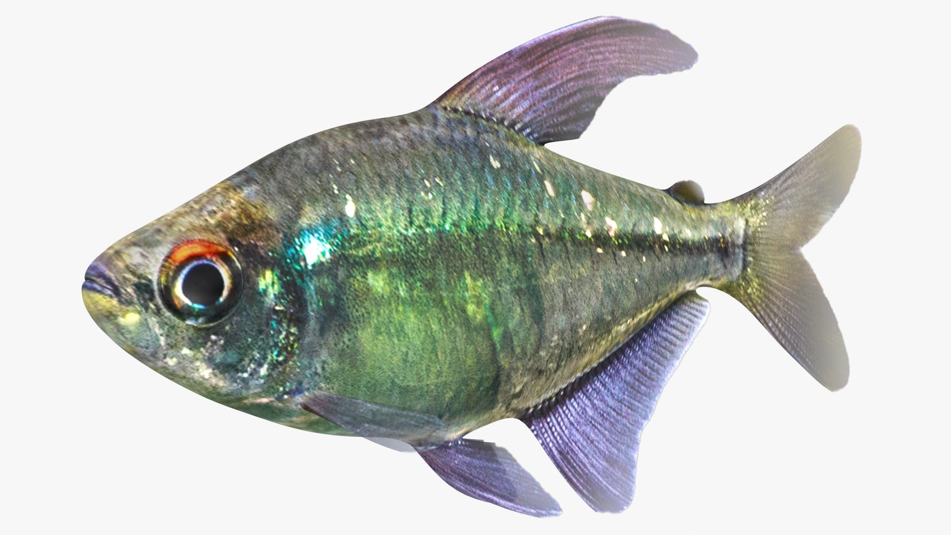 Diamond Tetra 3D Model - TurboSquid 1658733