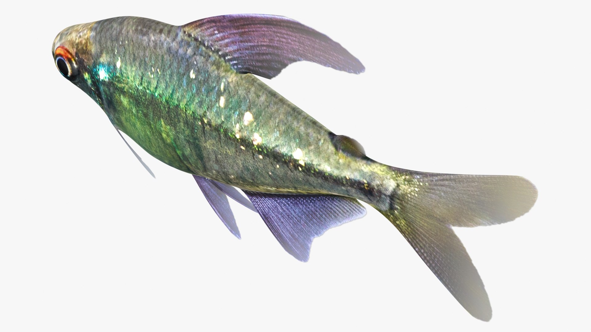 Diamond Tetra 3D Model - TurboSquid 1658733